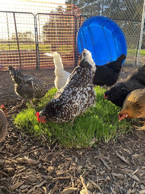 Replacement Antenna For The Reolink Go Pt Reolink Community