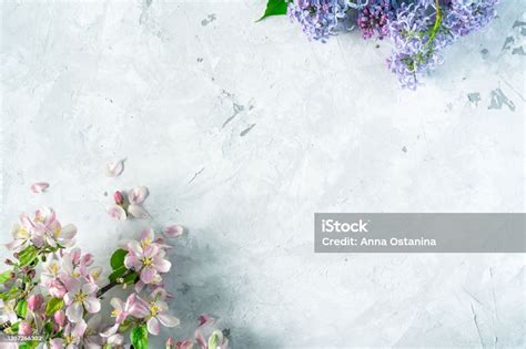 콘크리트 회색 배경에 다채로운 사과와 라일락 꽃의 다양한 꽃 봄 배경 상단 보기 텍스트 장소 0명에 대한 스톡 사진 및 기타 이미지 Istock