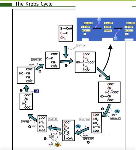 Cellular Respiration And Fermentation Diagram Quizlet