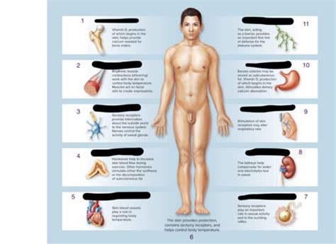 Bio Test Flashcards Quizlet