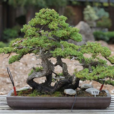 Taylor Juniper Tree Care Guide Plantly