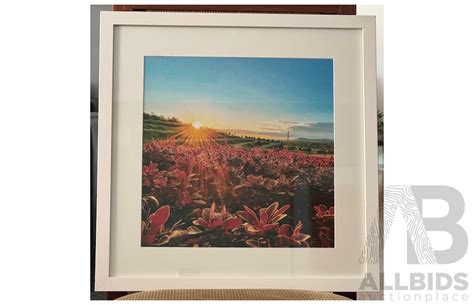 L32 Arboretum Rays Framed Photograph Lot 1518844 Allbids