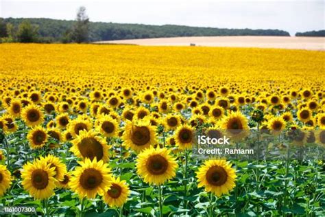 푸른 하늘을 배경으로 밀밭이 있는 밝은 노란 꽃과 언덕이 있는 들판 구름에 대한 스톡 사진 및 기타 이미지 구름 꽃 나무 꽃 식물 Istock