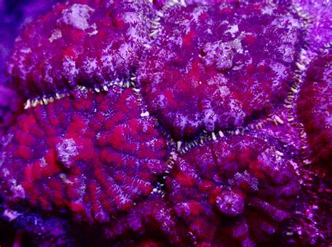 Rhodactis Mushroom Frag Par Tete Aquarium Reefsolution Inc