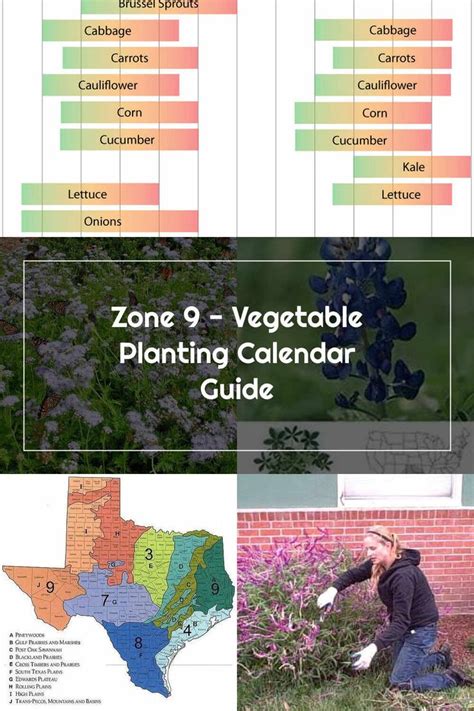 Texas Gardening Zone 9 Vegetable Planting Calendar Guide
