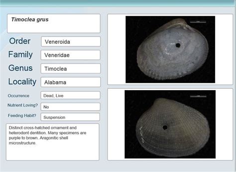 Sample Entry In My Bivalve Database Images To Aid In Identification Download Scientific