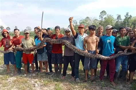 gran 57 crushed to death by 16ft python while working on farm as