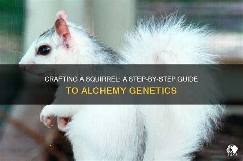 Crafting A Squirrel A Step By Step Guide To Alchemy Genetics Petshun