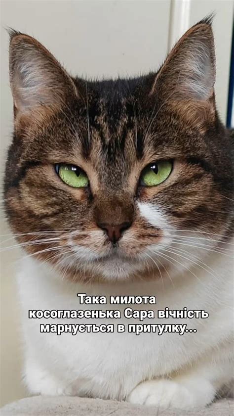 Притулок для котиківcat House Київ Березняки 🌸Київ🌸 Ваш репост може їй допомогти знайти