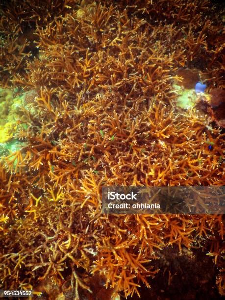 화려한 물고기와 해양 생물 깊고 푸른 바다에서 수 중 산호초 풍경 배경 경관에 대한 스톡 사진 및 기타 이미지 경관 깊은 다이빙 Istock