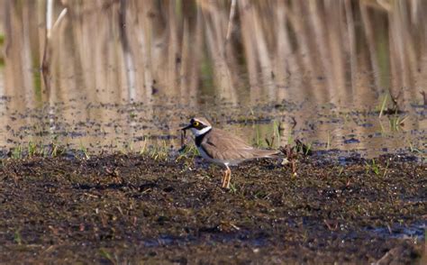 10 Free Little Ringed Plover And Plover Photos Pixabay