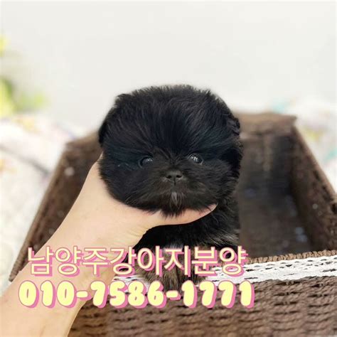 더이상 책임분양 사기분양 속지마세요 남양주강아지분양 강아지분양 말티푸분양 애견분양 토이푸들분양 시바견분양 미니비숑분양 Youtube