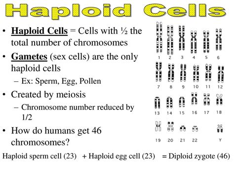 Chromosomes Ppt Download