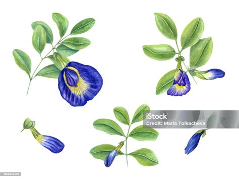 만개한 푸른 클리토리아 테르나테아 녹색 잎 꽃 새싹 및 잎 아시아 식물의 굽은 가지 나비 완두콩 꽃입니다 흰색에 고립된 수채화 그림입니다 요리책 디자인 메뉴 꽃 식물에 대한