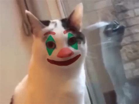 Clown Cat  Clown Cat Polite Cat Descobrir E Compartilhar S