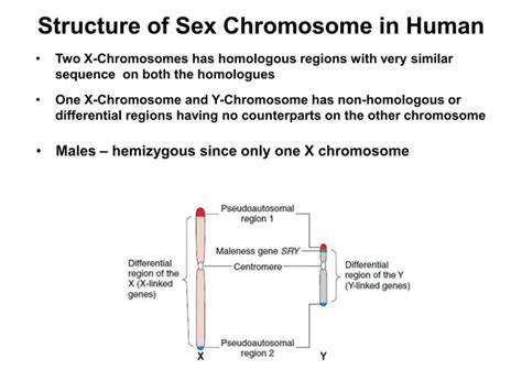 2 Sex Linked Inheritencepptx