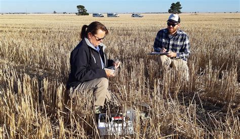 Mouse Activity Reported As High In Several Growing Regions With Vigilance Advised Australasian