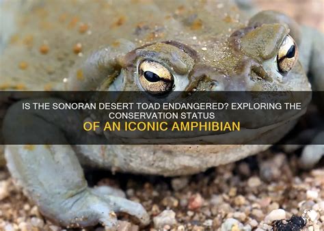 Is The Sonoran Desert Toad Endangered Exploring The Conservation