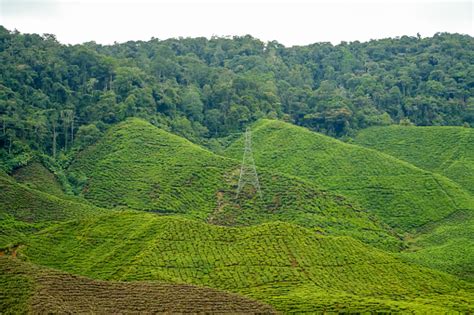 카메론 고원의 차 농장 풍경 녹차 정원 산맥에 있는 고전압 전력선 전기 전송 타워 아삼 차 정원의 전기 철탑 차 농장 질감 0명에 대한 스톡 사진 및 기타 이미지 Istock