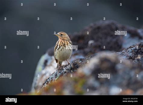 Red Throated Pitpit Anthus Cervinus Sitting On A Rock Norway Stock