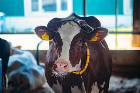 Holstein Friesian Diary Cow Muzzle Close Up Stock Image Image Of Farming Herd 154585995