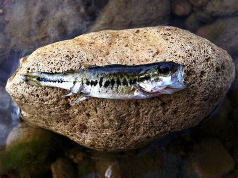 Largemouth Bass Juvenile Largemouth Bass Small Tank Aquatic