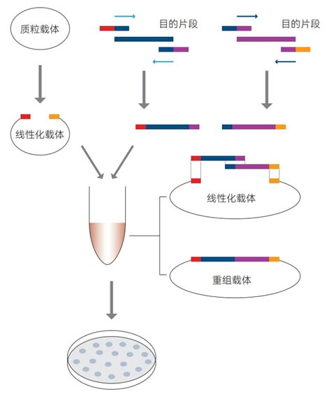 Ultra Universal One Step Seamless Cloning Mix