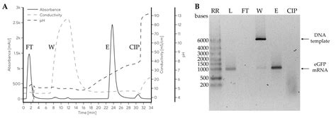 High Recovery Chromatographic Purification Of Mrna At Room Temperature And Neutral Ph