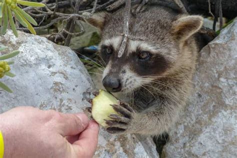 Can Raccoons Eat Bananas Which Vegetables Can Raccoons Eat Into Yard