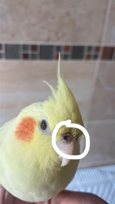 Any Idea What This Is On His Nose Hes Four Months Old And Im