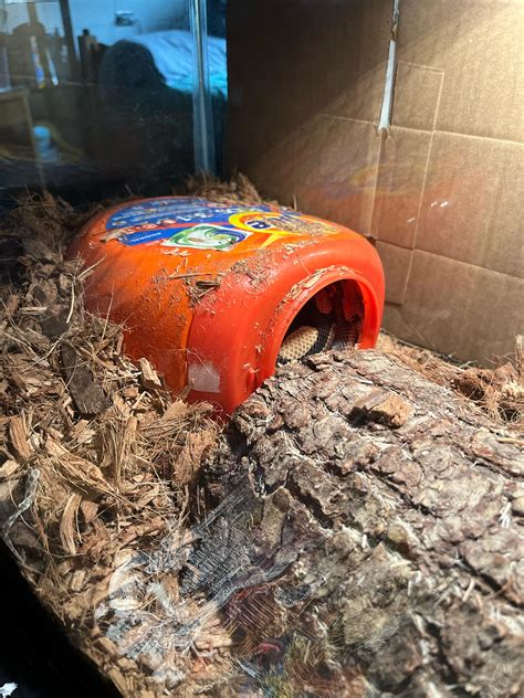 My Roommates Ball Python Is Going Through A Tough Shed So They Made A