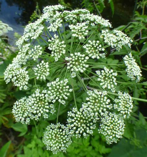 Plants That Look Like Water Hemlock
