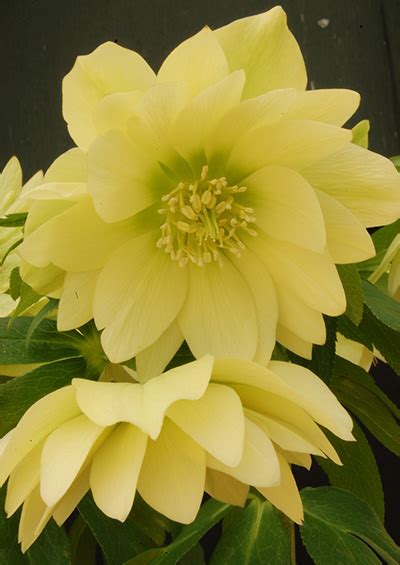 Double Flowered Hellebore Groups Northwest Garden Nursery Eugene Or