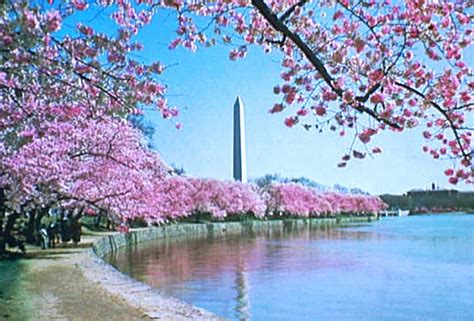 Cherry Blossom Dc Nps At Jackson Guilfoyle Blog
