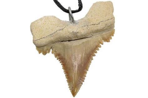 13 Serrated Fossil Paleocarcharodon Shark Tooth Necklace 216881