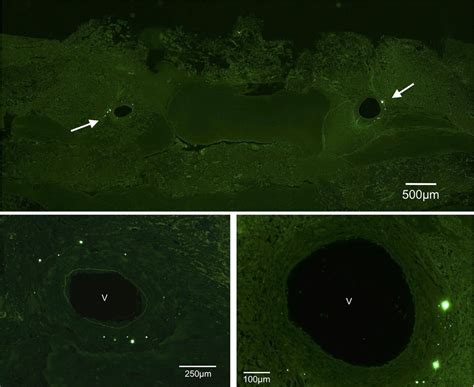 Fluorescence Microscopy Above Overview Of A Cut Section Through An Download Scientific