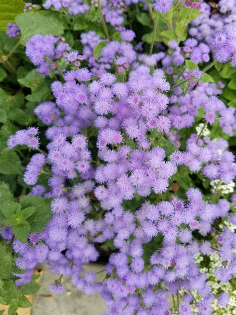 Blue Mistflower Conoclinium Coelestinum Heartlands Conservancy