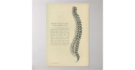Description Of The Vertebral Column Poster Zazzle