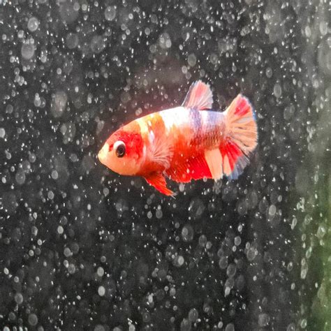 Candy Female Betta Nano Tanks Australia Aquarium Shop