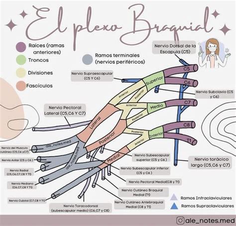 Plexo Braquial Plexo Braquial Dibujo Nervio Axilar Huesos Anatomia