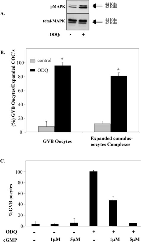 Cyclic Gmp Inhibits Mapk Activation Follicle Enclosed Oocyte