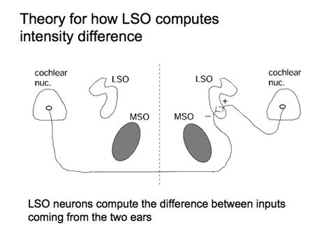 Perception Lecture Notes Auditory Pathways And Sound Localization