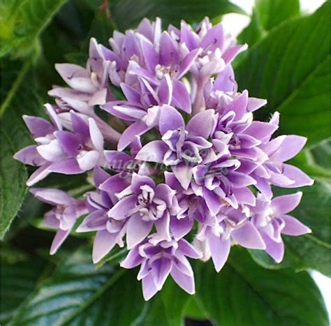 園芸ネット On Twitter 【バイヤーおすすめ】 八重咲きペンタス・ライカシリーズ。 可愛らしい星型の花を咲かせると、大変人気があり