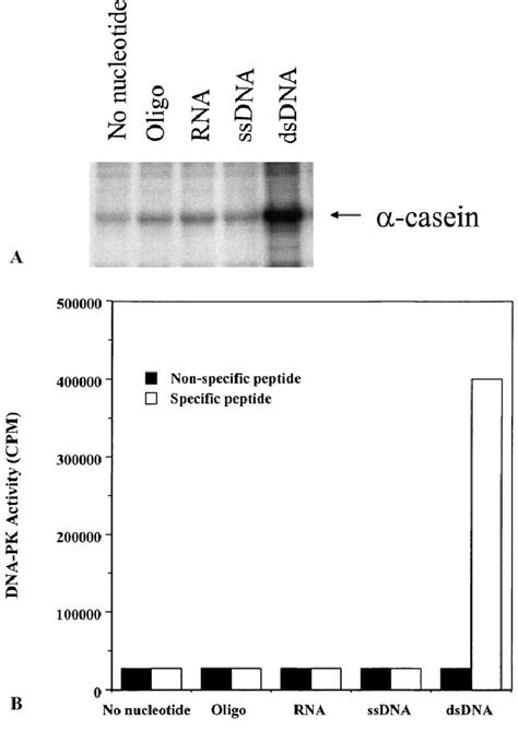Double Stranded DNA But Not RNA Single Stranded DNA Or Oligonucleotide Download Scientific