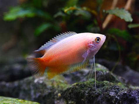Honey Gouramis Tank Mates