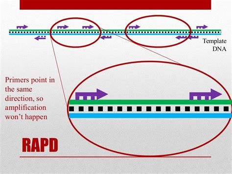 Random Amplified Polymorphic Dna Rapd Random Amplified Polymorphic Dna Rapd