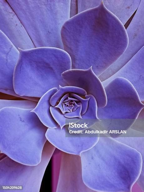 수국 꽃 선인장 즙이 많은 식물 다양한 색깔의 다육 식물 꽃 매크로 샷 닫기 0명에 대한 스톡 사진 및 기타 이미지 0명 가시투성어리게 가을 Istock