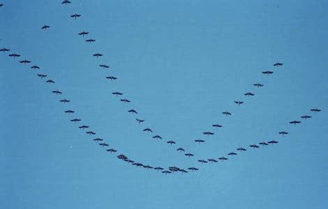 Publicuploadsmonitoring Autumn Migration Of