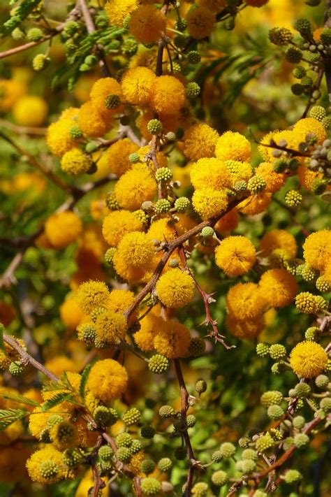 37 Best Acacia Farnesiana Sweet Acacia Images On Pinterest Acacia