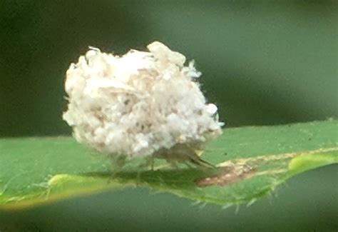 Debris Carrying Lacewing Larva What S That Bug
